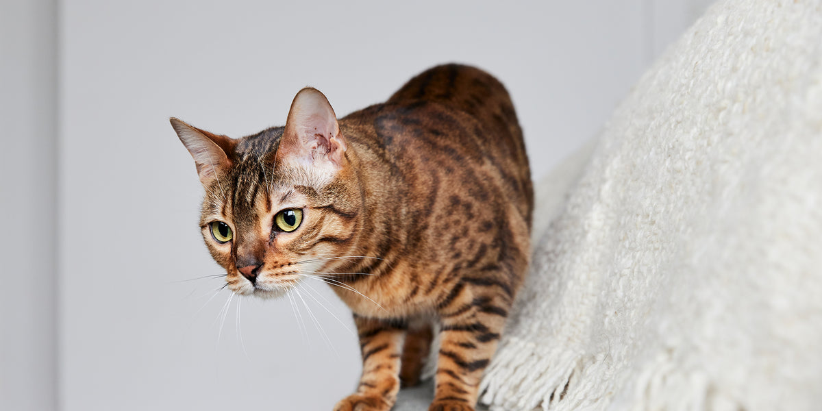 Hypoallergenic Cat Food – Thrive